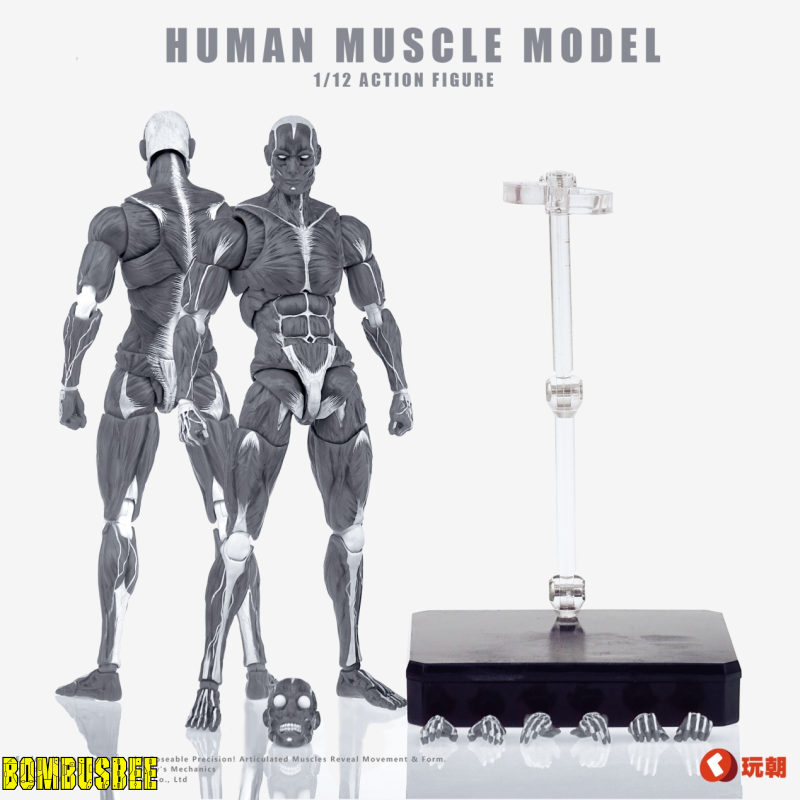 KEEPGOING 1/12 Human Muscle Model - Grey- Bombusbee