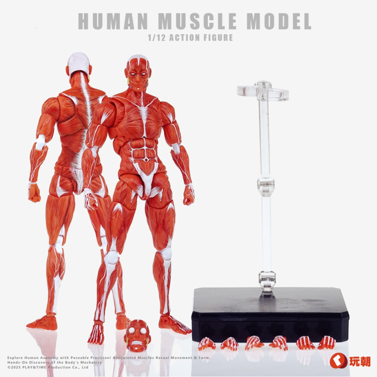 KEEPGOING Human Muscle Model 1/12 Red- Bombusbee